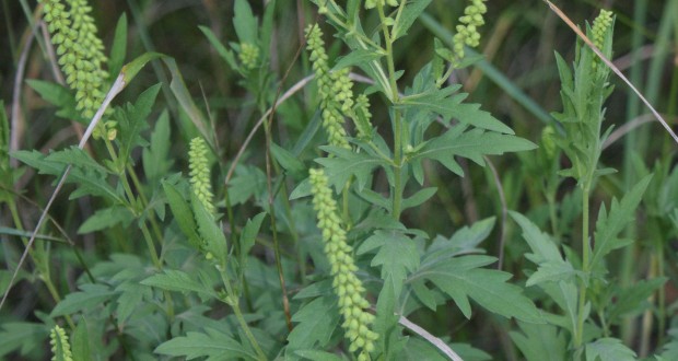 Noxious Weeds In Ontario | Ontario Hop Growers' Association