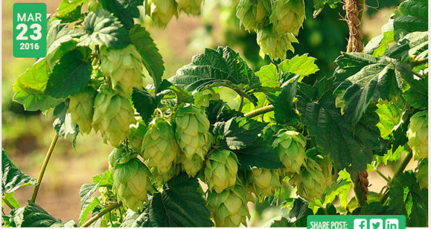 Hop growing across America | Ontario Hop Growers' Association